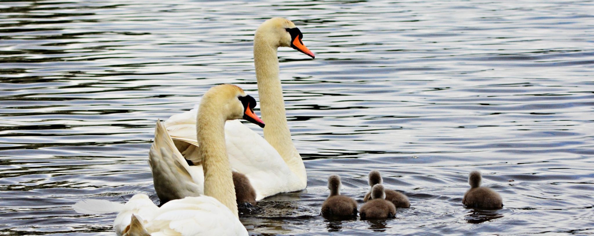 SAGE accreditation and awards | SAGE