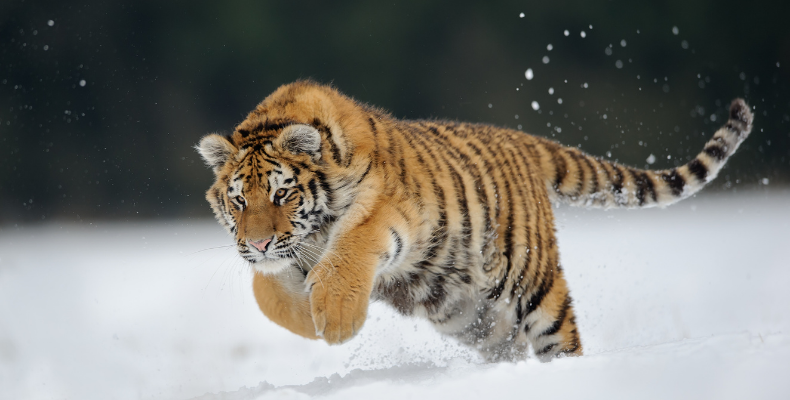 DSTG tackles their action plan with Tiger Teams | SAGE